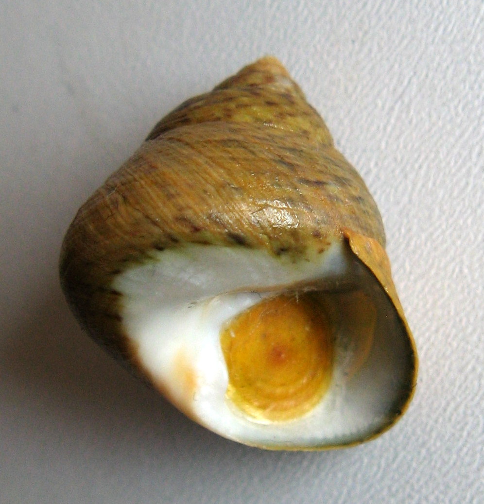 Phorcus lineatus (da Costa, 1778) :: SHELLS, MUŠLE, LASTURY