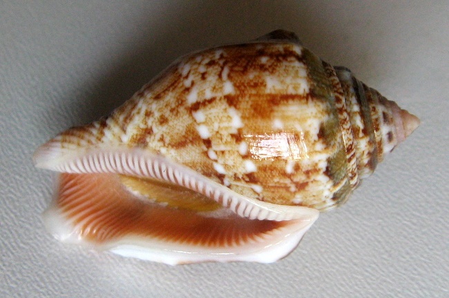 Strombus mutabilis, Swainson, 1821 :: SHELLS, MUŠLE, LASTURY