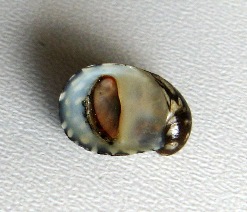 Theodoxus fluviatilis, (Linnaeus, 1758) :: SHELLS, MUŠLE, LASTURY