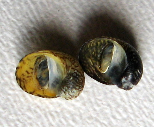 Theodoxus fluviatilis dniestroviensis, Put, 1972 :: SHELLS, MUŠLE, LASTURY