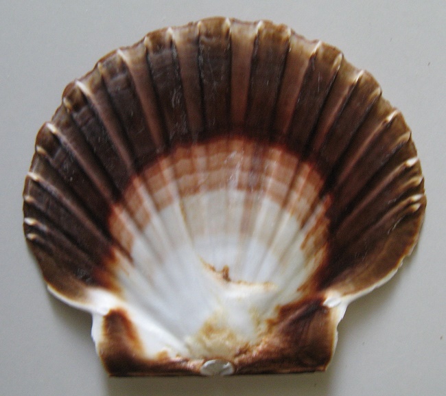 Pecten maximus 3) :: SHELLS, MUŠLE, LASTURY