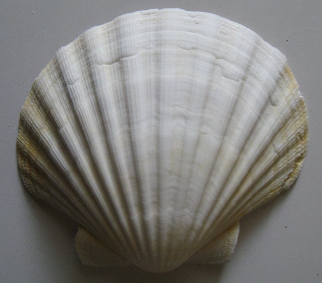 Pecten maximus 1) :: SHELLS, MUŠLE, LASTURY