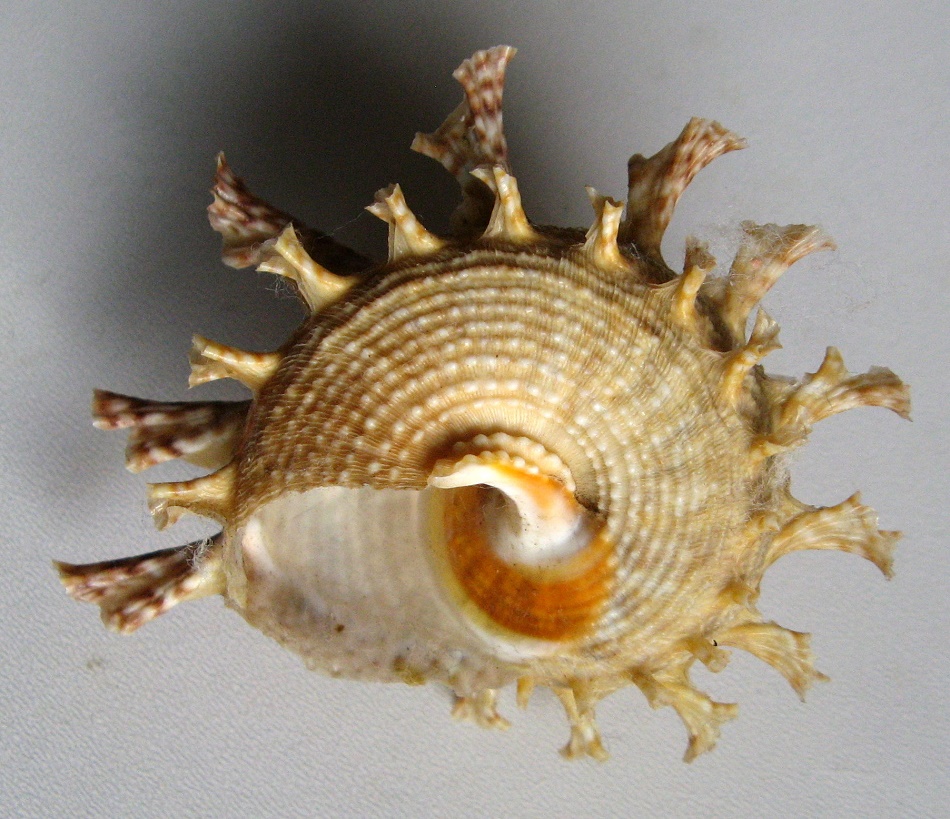 Bolma girgyllus, 2) Reeve, 1861 :: SHELLS, MUŠLE, LASTURY