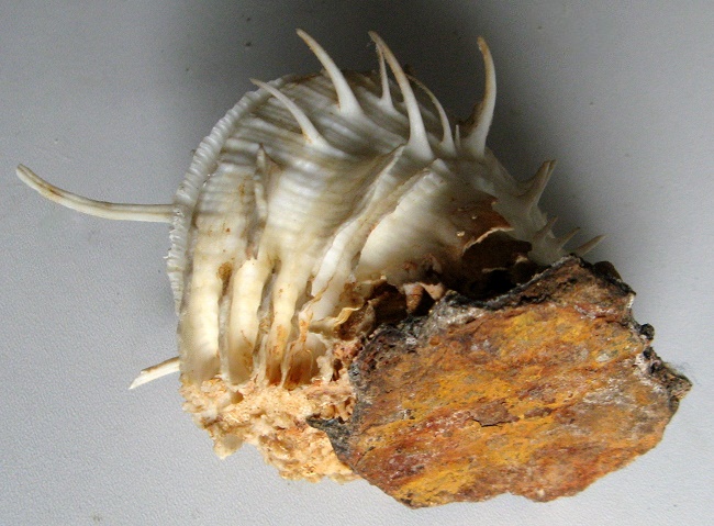 Spondylus sp. :: SHELLS, MUŠLE, LASTURY