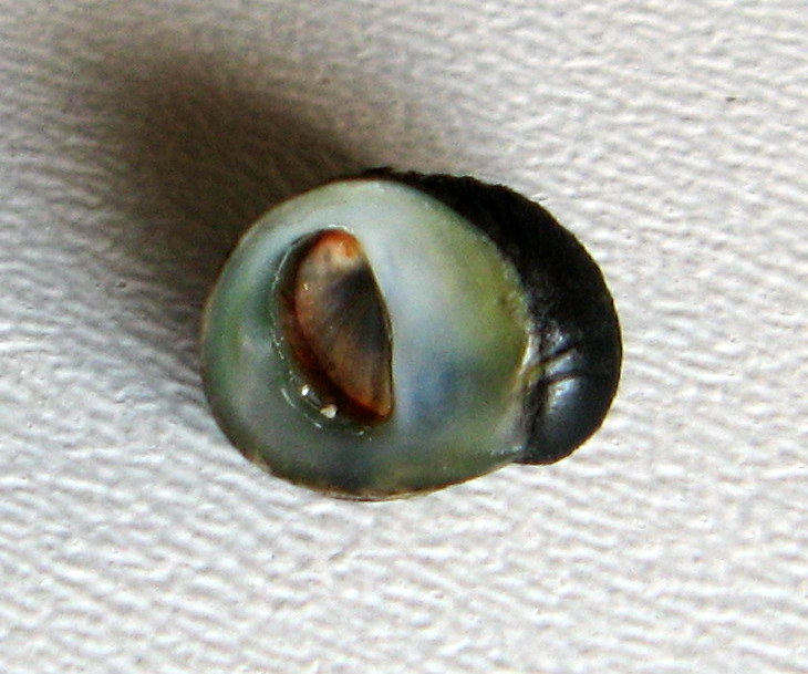 Theodoxus fluviatilis 4) (Linnaeus, 1758) :: SHELLS, MUŠLE, LASTURY
