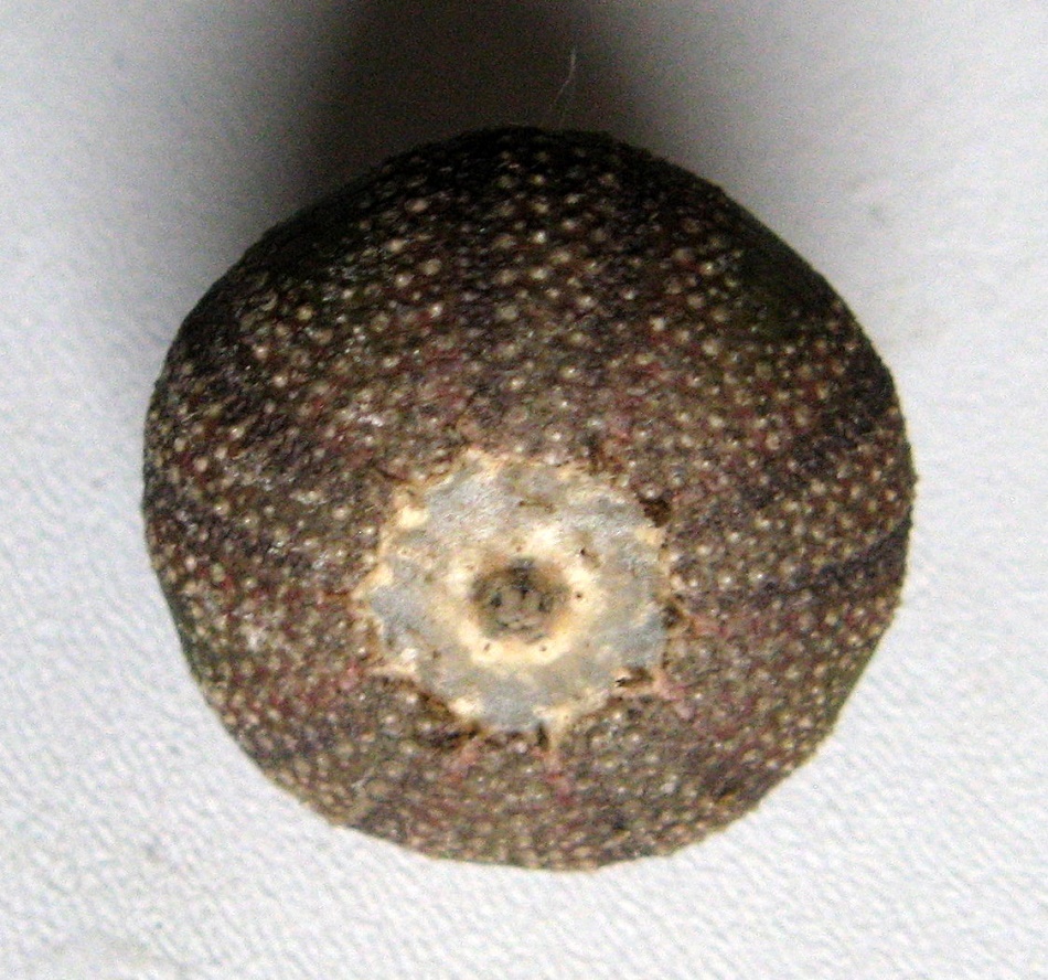 Mespilia globulus 1) (Linnaeus, 1758) :: SHELLS, MUŠLE, LASTURY