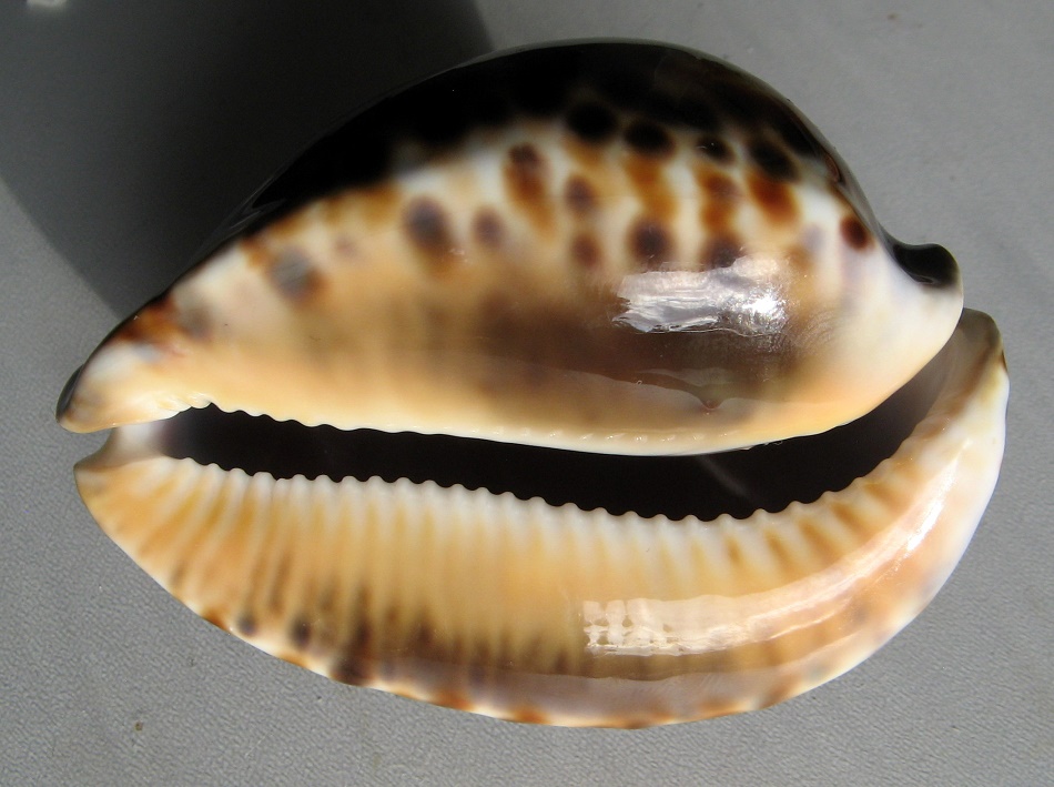 Cypraea friendii vercoi / thersites Hybrid :: SHELLS, MUŠLE, LASTURY