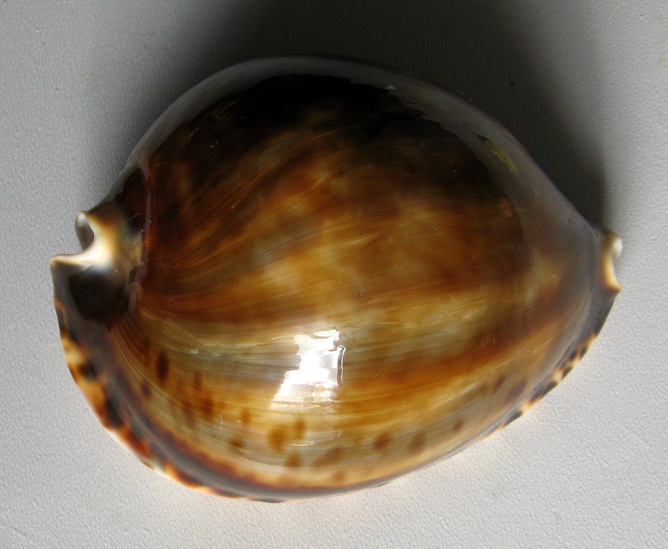 Cypraea friendii vercoi / thersites Hybrid :: SHELLS, MUŠLE, LASTURY