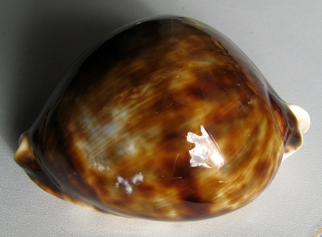 Cypraea friendii vercoi / thersites Hybrid :: SHELLS, MUŠLE, LASTURY