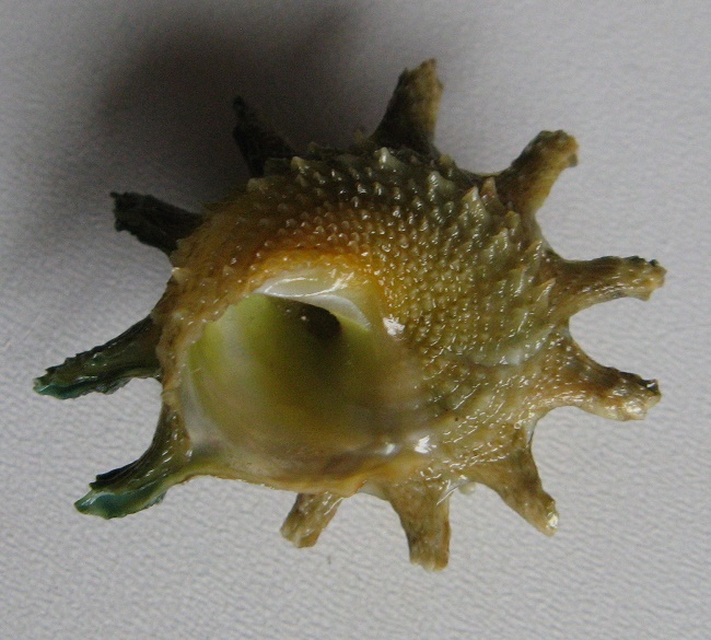 Astralium calcar 3) Linnaeus, 1758 :: SHELLS, MUŠLE, LASTURY