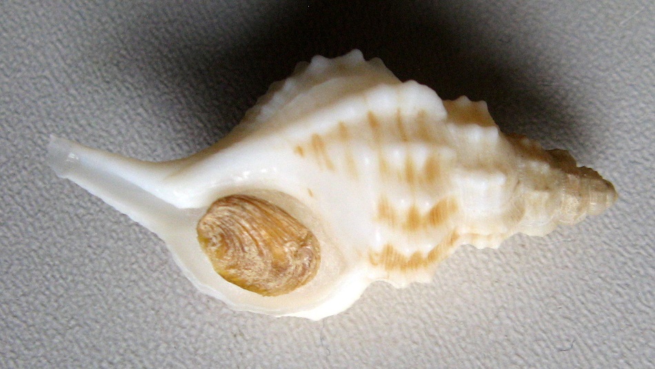 Sassia kampyla (R. B. Watson, 1883) :: SHELLS, MUŠLE, LASTURY