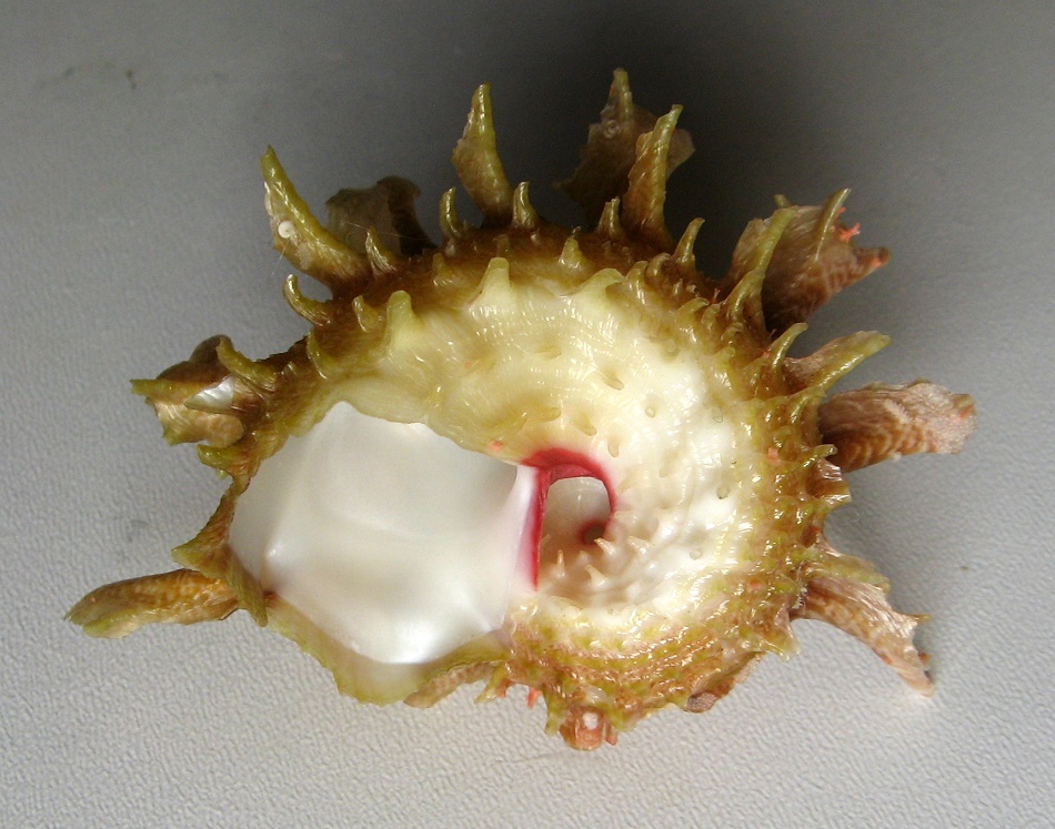 Angaria sphaerula , Kiener, 1838 :: SHELLS, MUŠLE, LASTURY