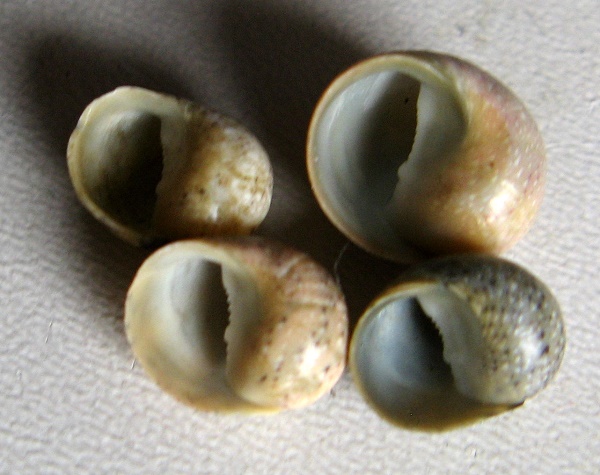 Clithon sowerbianum 2) (Récluz, 1843) :: SHELLS, MUŠLE, LASTURY