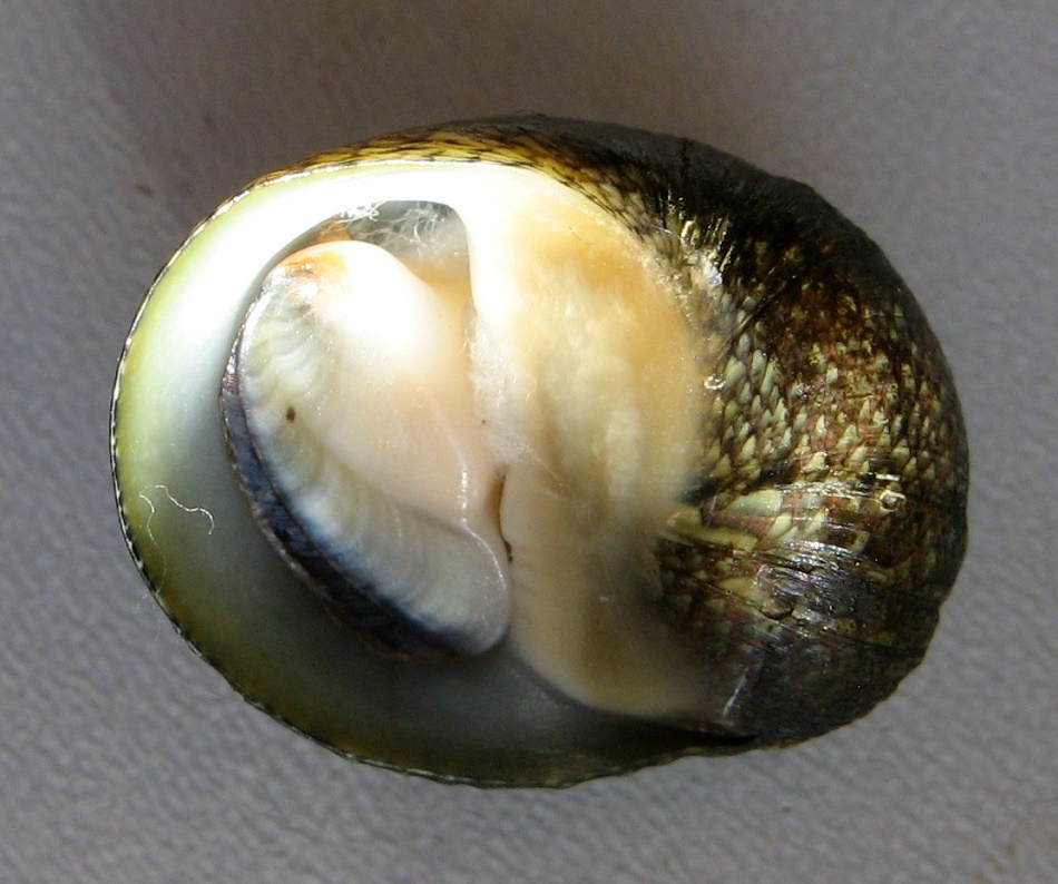 Clithon squarrosum, (Récluz, C., 1843) :: SHELLS, MUŠLE, LASTURY