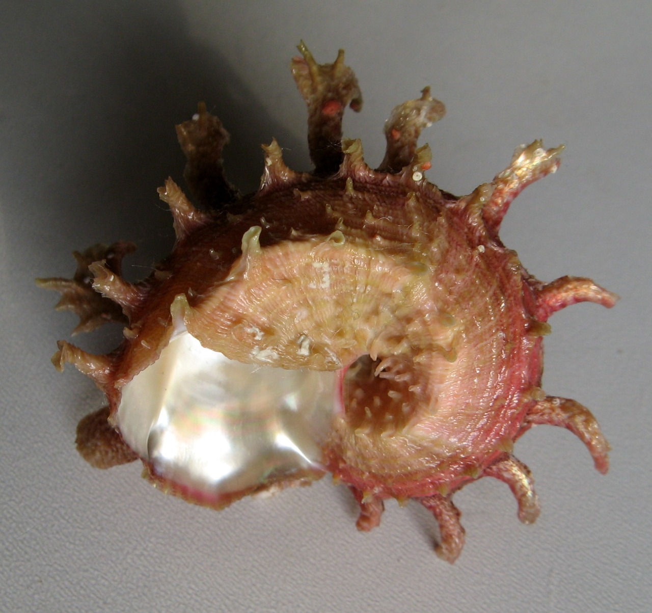 Angaria sphaerula, Kiener, 1839 :: SHELLS, MUŠLE, LASTURY