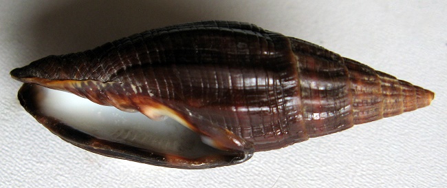 Vexillum vulpecula , (Linnaeus, 1758) :: SHELLS, MUŠLE, LASTURY