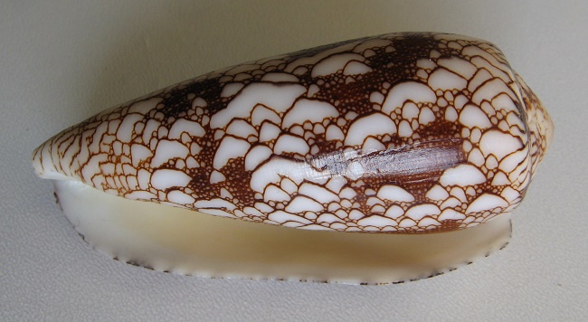 Conus omaria, Hwass & Bruguiere, 1792 :: SHELLS, MUŠLE, LASTURY