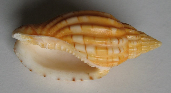 Lyria tulearensis 2) Cosel & Blöcher, 1977 :: SHELLS, MUŠLE, LASTURY