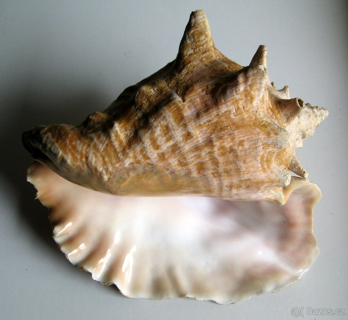 Strombus gigas, Linnaeus, 1758 :: SHELLS, MUŠLE, LASTURY