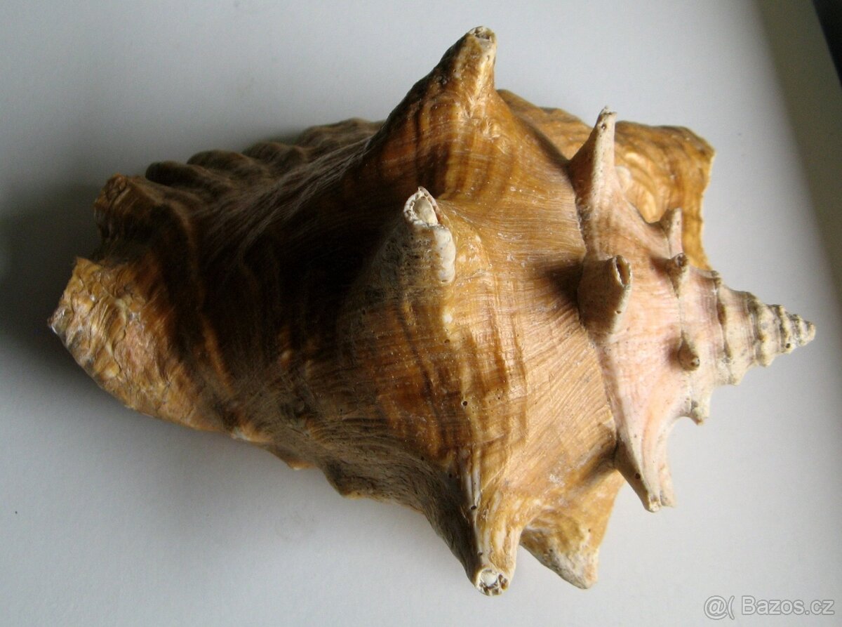 Strombus gigas, Linnaeus, 1758 :: SHELLS, MUŠLE, LASTURY