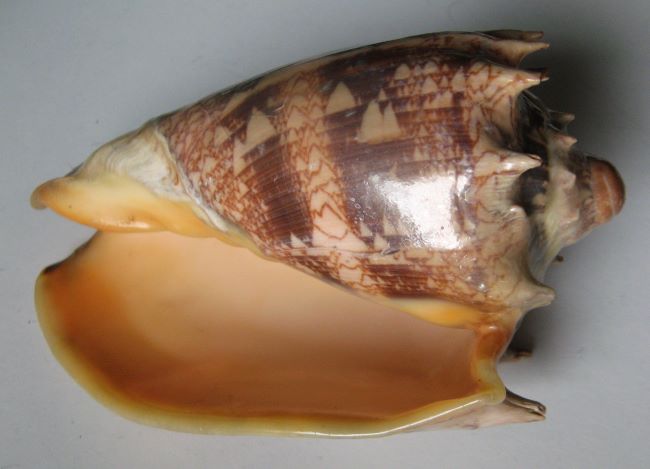 Cymbiola imperialis , Lightfoot, 1786 :: SHELLS, MUŠLE, LASTURY