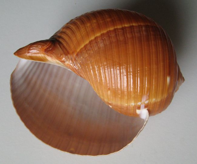Tonna chinensis Dillwyn, 1817 :: SHELLS, MUŠLE, LASTURY