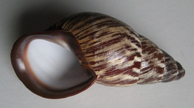 Chrysallis aspersa Grateloup, 1839 :: SHELLS, MUŠLE, LASTURY