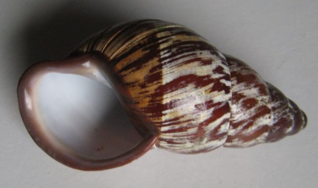 Chrysallis aspersa 1) Grateloup, 1839 :: SHELLS, MUŠLE, LASTURY