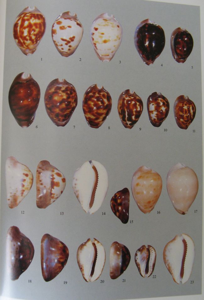 A Guide to Worldwide Cowries, Lorenz, F. & Hubert, A. :: SHELLS, MUŠLE ...