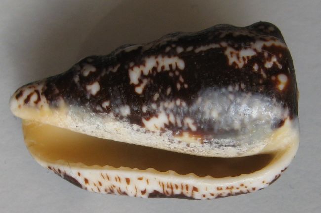 Morum tuberculosum , Reeve, L.A., 1842 :: SHELLS, MUŠLE, LASTURY