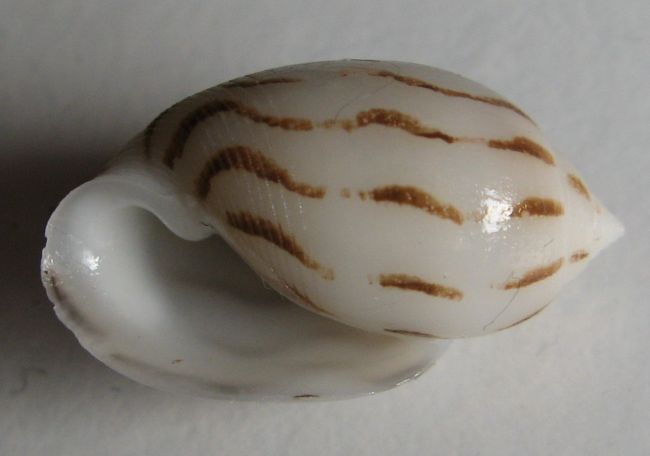 Acteon virgatus Reeve, 1842 :: SHELLS, MUŠLE, LASTURY