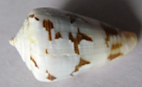 Conus damottai Trovão, 1979 :: SHELLS, MUŠLE, LASTURY