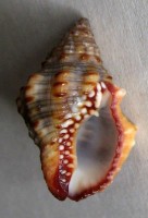 Cantharus sanguinolentus, 2) ( Duclos, 1833 ) :: SHELLS, MUŠLE, LASTURY
