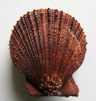 Azumapecten ruschenbergerii (Tryon, 1869) :: SHELLS, MUŠLE, LASTURY