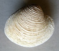 Venus nux, Gmelin, 1791 :: SHELLS, MUŠLE, LASTURY