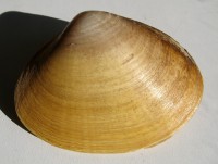Mactra glauca , Born, 1778 :: SHELLS, MUŠLE, LASTURY