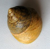 Phorcus lineatus (da Costa, 1778) :: SHELLS, MUŠLE, LASTURY
