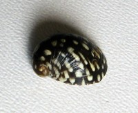 Theodoxus fluviatilis, (Linnaeus, 1758) :: SHELLS, MUŠLE, LASTURY