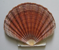 Pecten maximus 3) :: SHELLS, MUŠLE, LASTURY