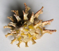 Bolma girgyllus, 2) Reeve, 1861 :: SHELLS, MUŠLE, LASTURY