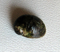 Theodoxus fluviatilis 4) (Linnaeus, 1758) :: SHELLS, MUŠLE, LASTURY