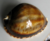 Cypraea friendii vercoi / thersites Hybrid :: SHELLS, MUŠLE, LASTURY