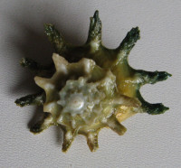 Astralium calcar 3) Linnaeus, 1758 :: SHELLS, MUŠLE, LASTURY