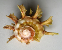 Angaria sphaerula , Kiener, 1838 :: SHELLS, MUŠLE, LASTURY