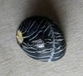 NERITIDAE :: SHELLS, MUŠLE, LASTURY