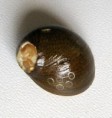 NERITIDAE :: SHELLS, MUŠLE, LASTURY