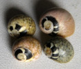 NERITIDAE :: SHELLS, MUŠLE, LASTURY