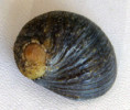 NERITIDAE :: SHELLS, MUŠLE, LASTURY